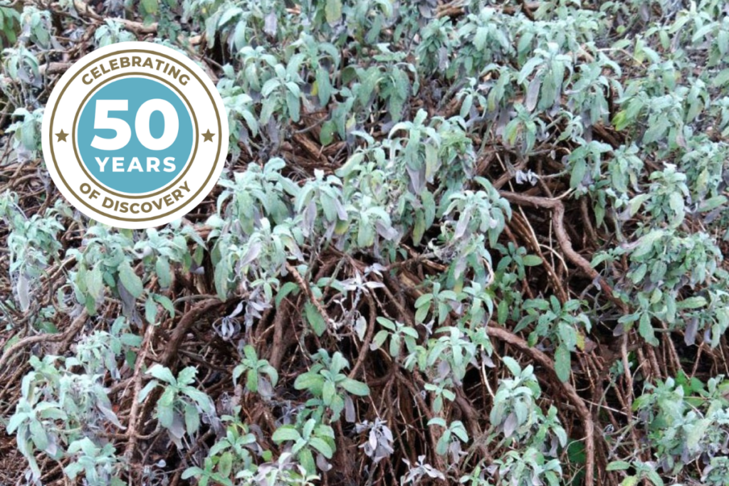 Explore - Jarrow Hall